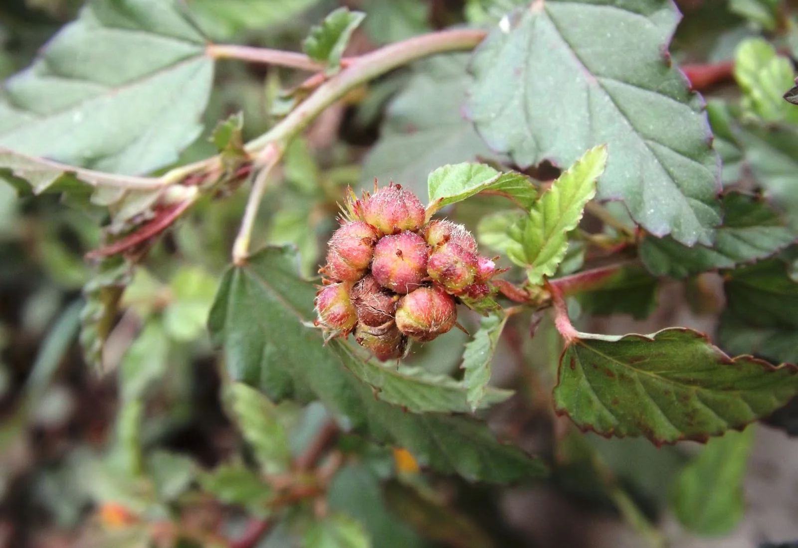 Punarnava Benefits for Health, Know Its Uses & Side Effects – Sri Sri ...